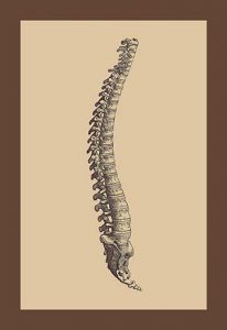 Backbone(20″ x 30″) Canvas Wall Art – Urbane Interior Designs Inc